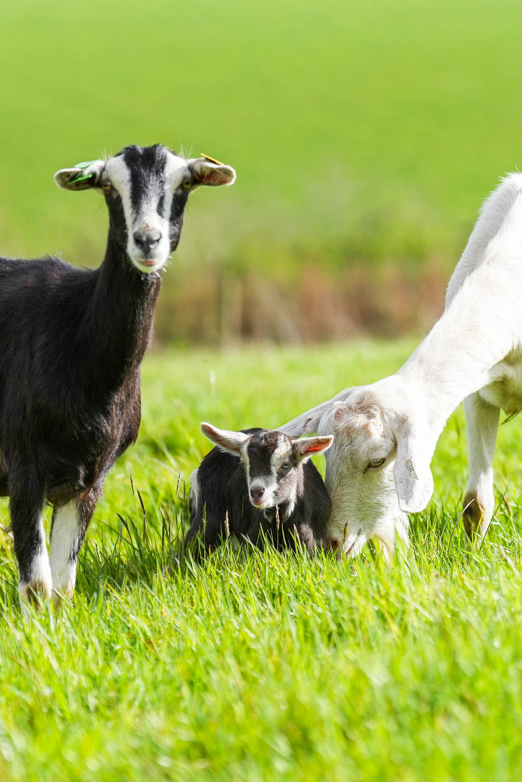 About the Farm – Smallacombe Farm